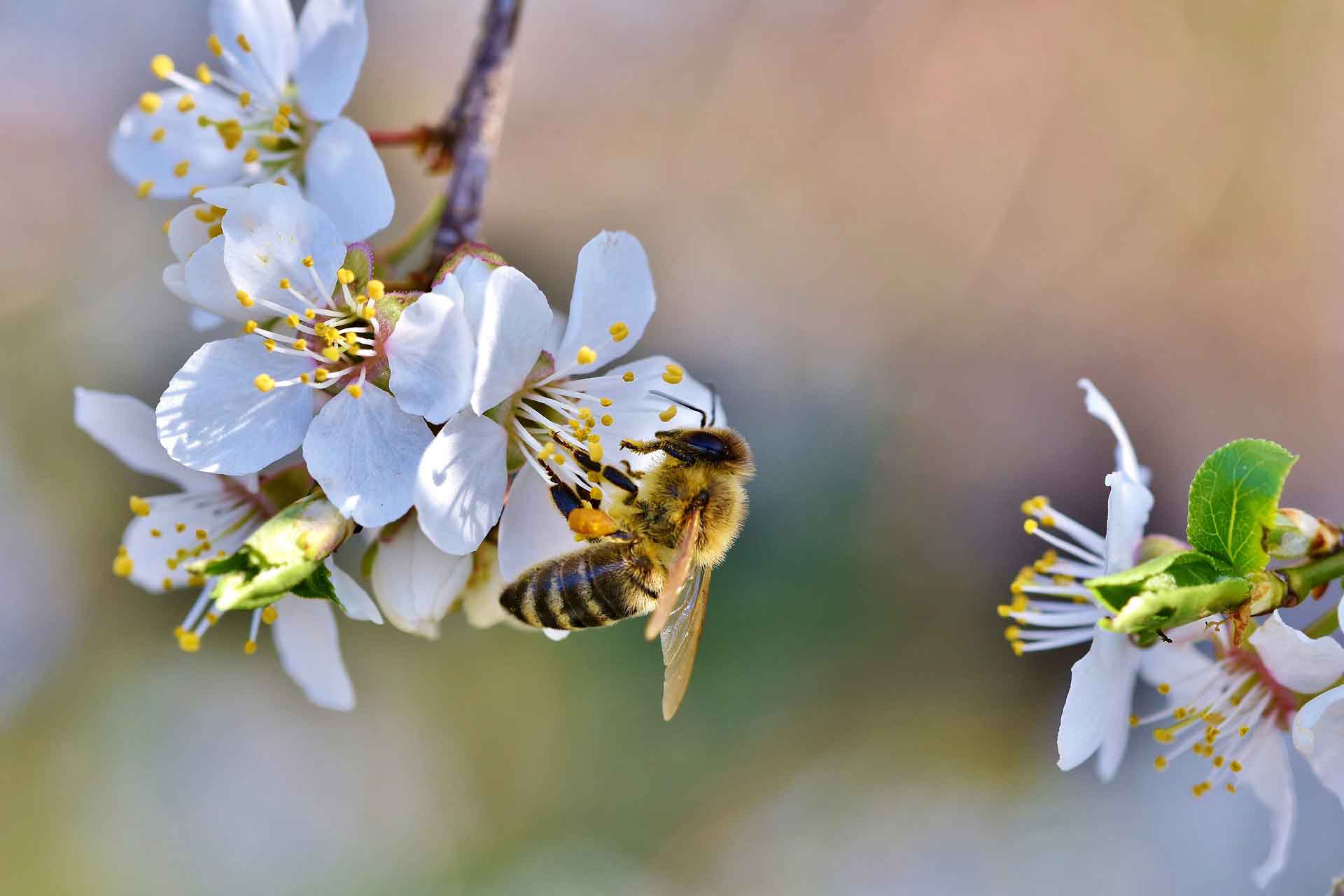 Beekeepers Calendar - Maine State Beekeepers Association Website