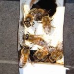 Welcome to Mainebeekeepers - Maine Beekeepers Website
